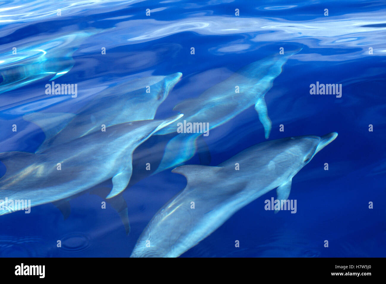 Atlantic Spotted Dolphin (Stenella frontalis) pod swimming alongside ...