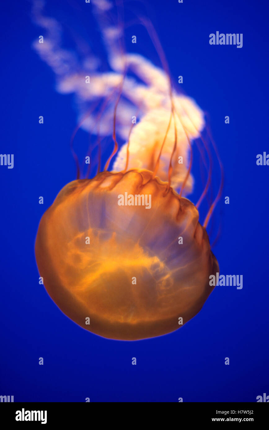 Jellyfish (Pelagiidae) underwater, Europe Stock Photo - Alamy