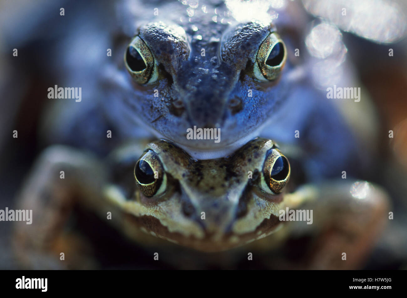 Moor Frog (Rana arvalis) mating pair, close up of faces, Europe Stock ...