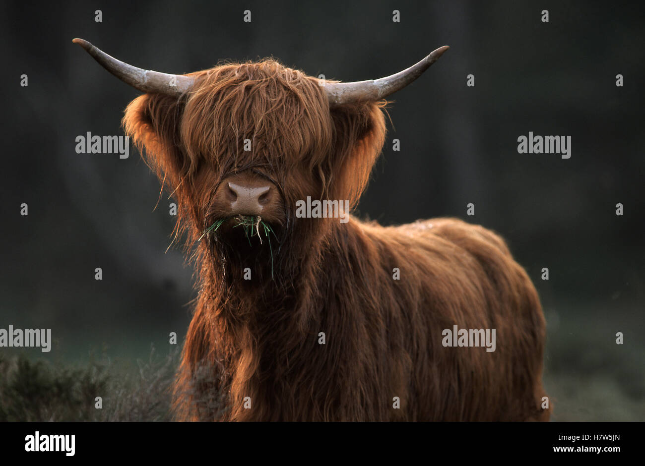 Domestic Cattle (Bos taurus), Highland breed, portrait, Europe Stock ...