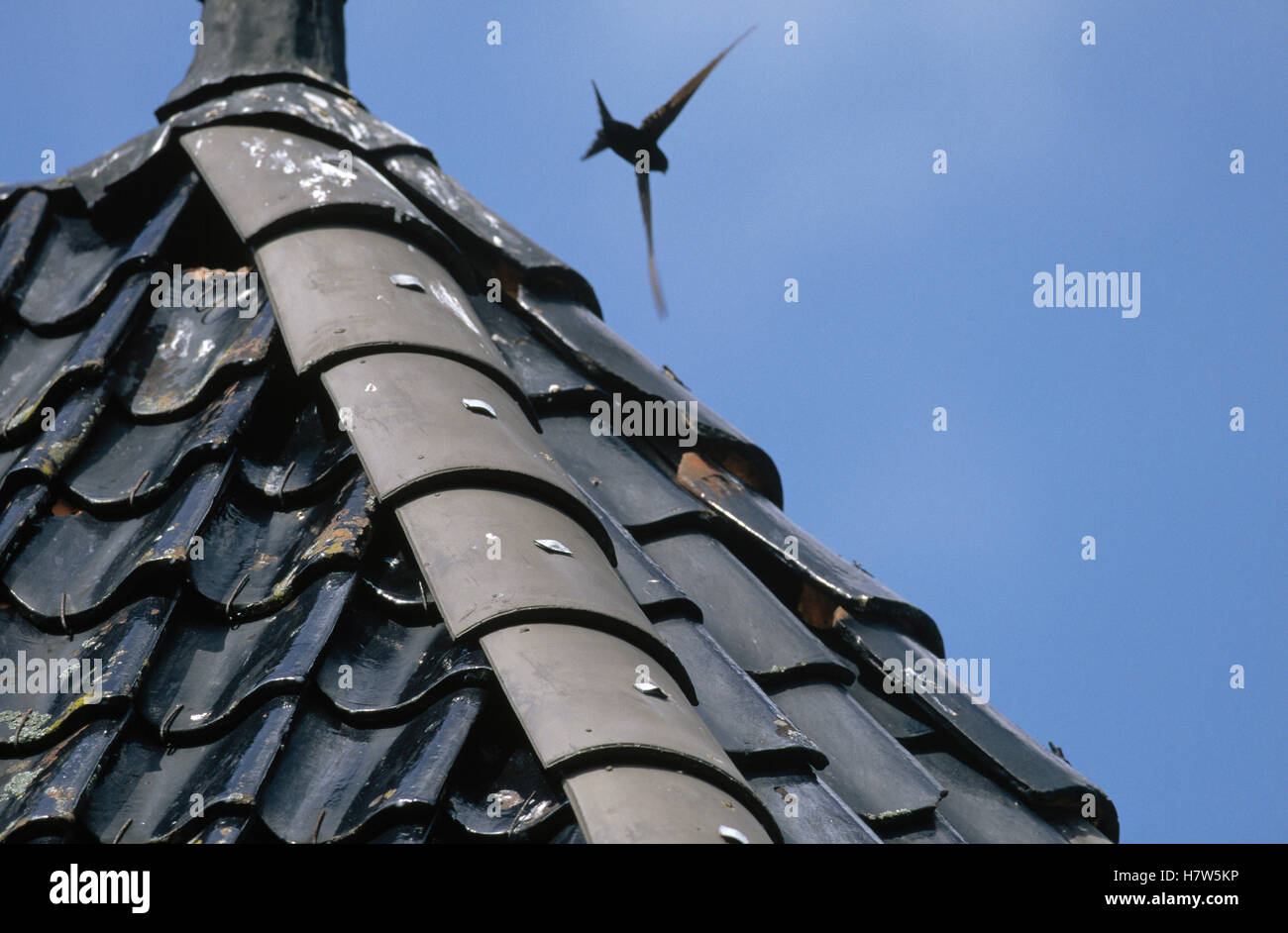Common Swift (Apus apus) flying over rooftop, Europe Stock Photo - Alamy