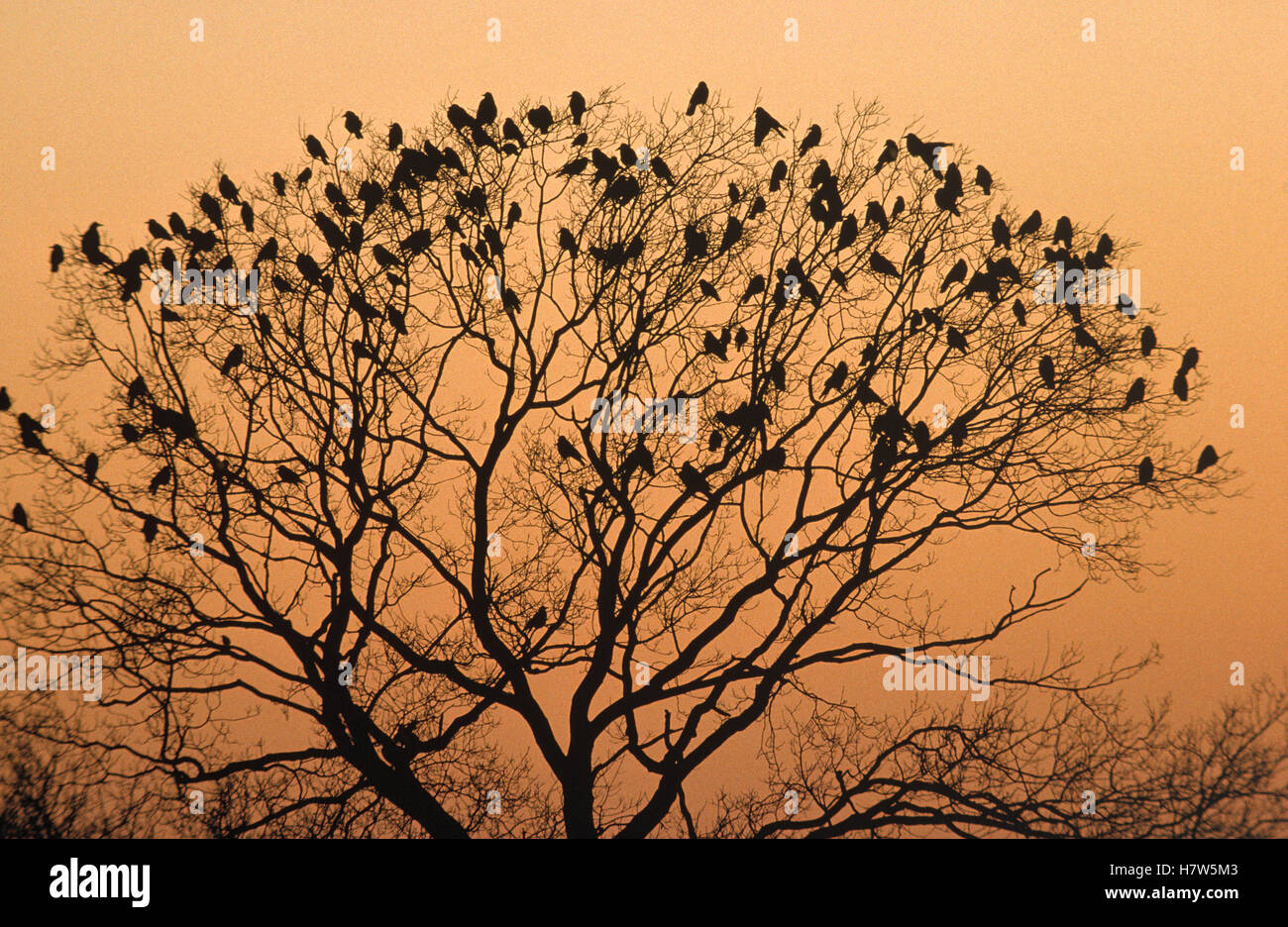 Rook (Corvus frugilegus) flock roosting in tree at dusk, Europe Stock ...