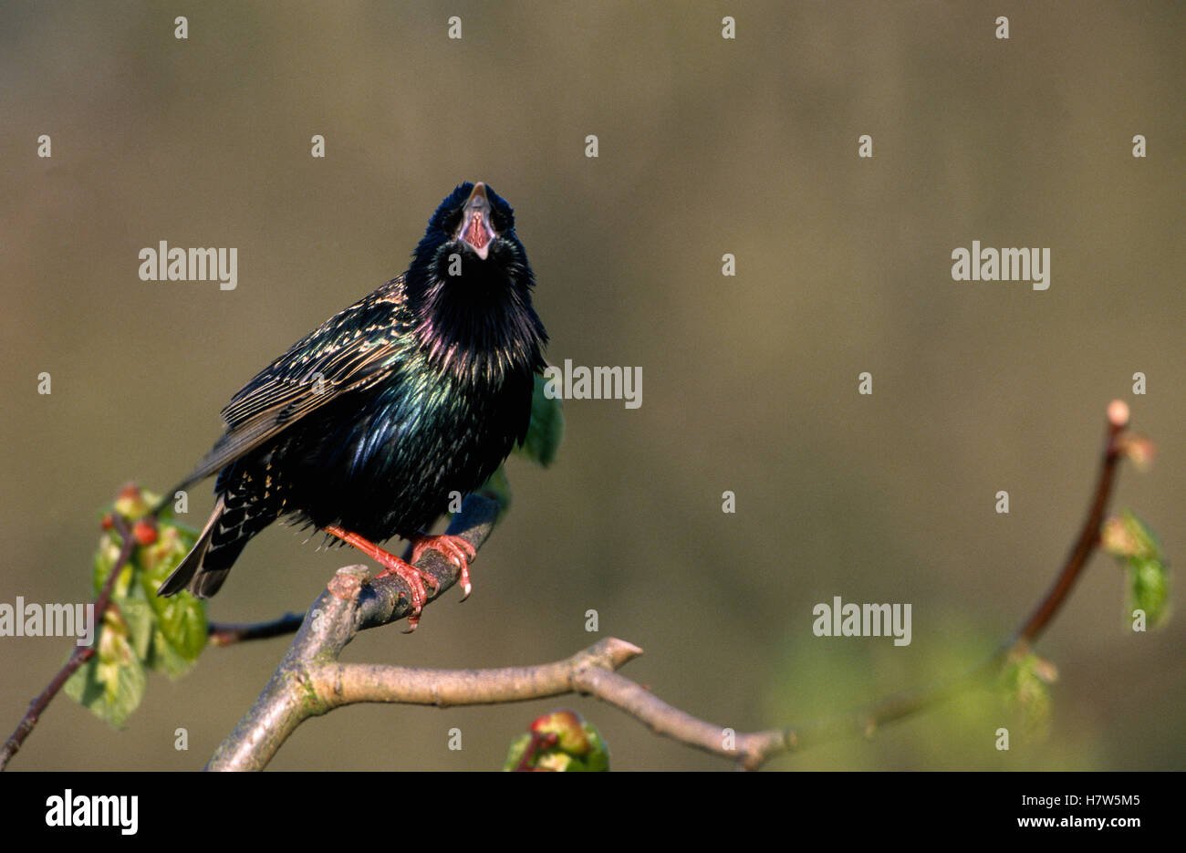 Common Starling (Sturnus vulgaris) calling from perch, Europe Stock ...