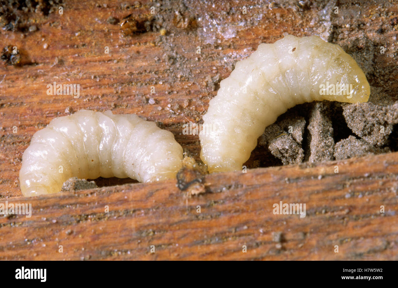 Mason Wasp (Ancistrocerus nigricornis) larvae, Europe Stock Photo - Alamy