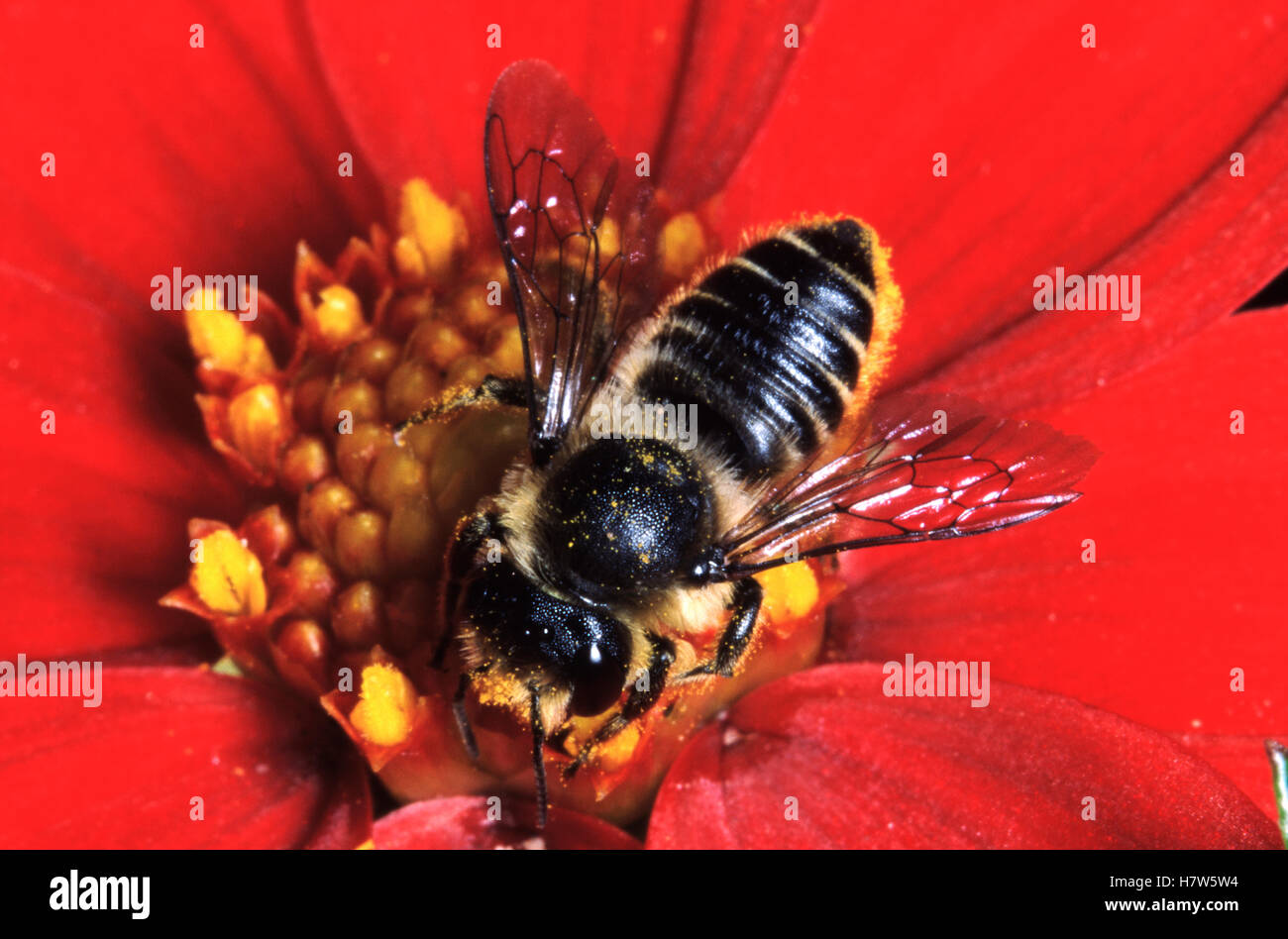 Leafcutter Bee (Megachile centuncularis) collecting pollen from red ...