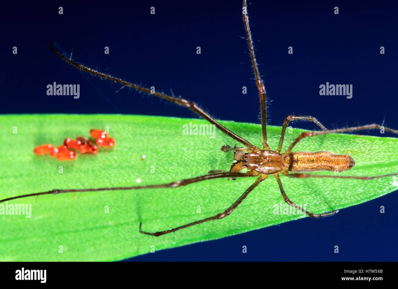 European Grass Spider (Tetragnatha extensa) portrait, Europe Stock ...