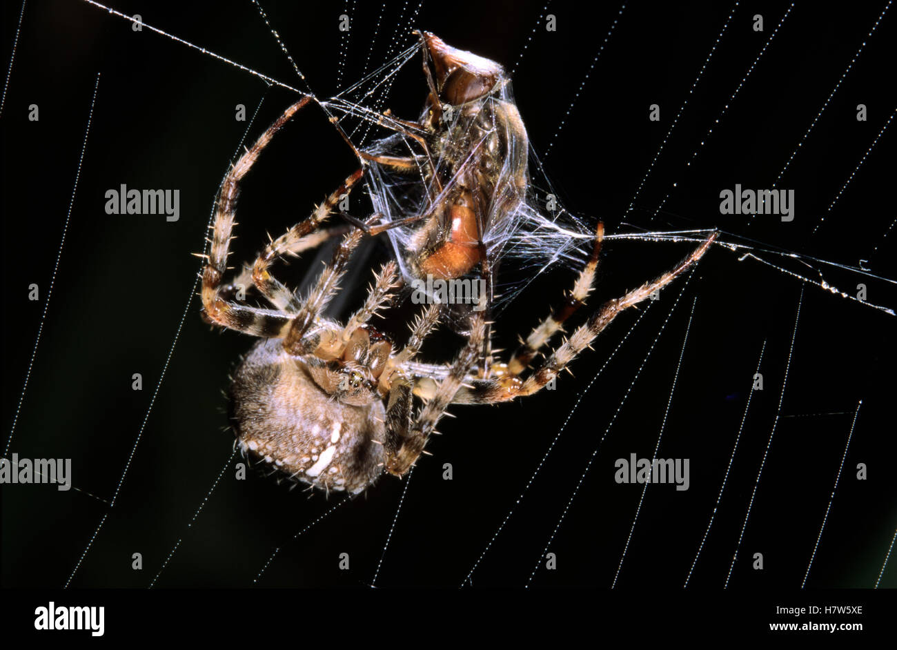 Garden Spider (Araneus diadematus) wrapping Marmalade Hover Fly ...