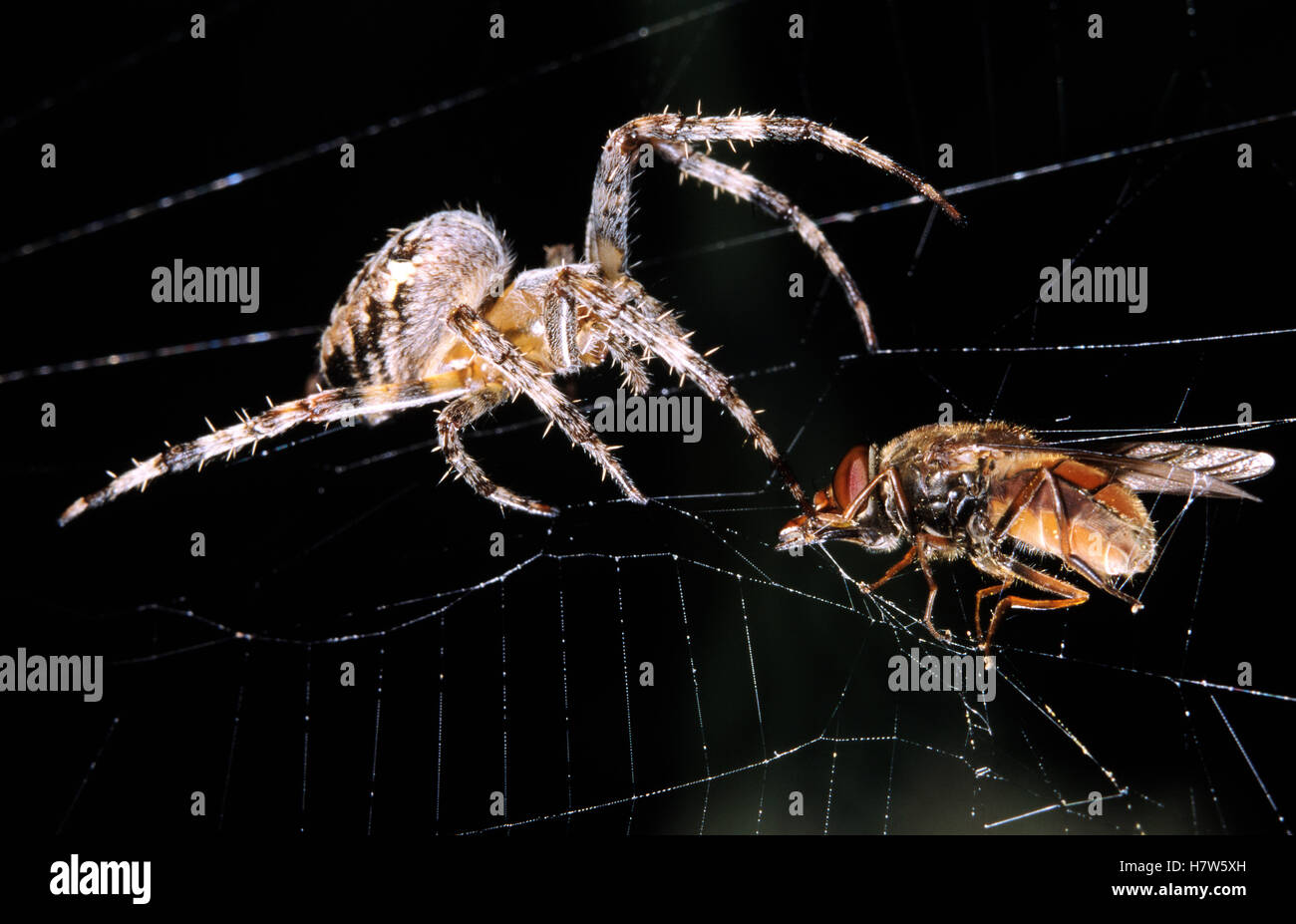 Garden Spider (Araneus diadematus) stalking Marmalade Hover Fly ...
