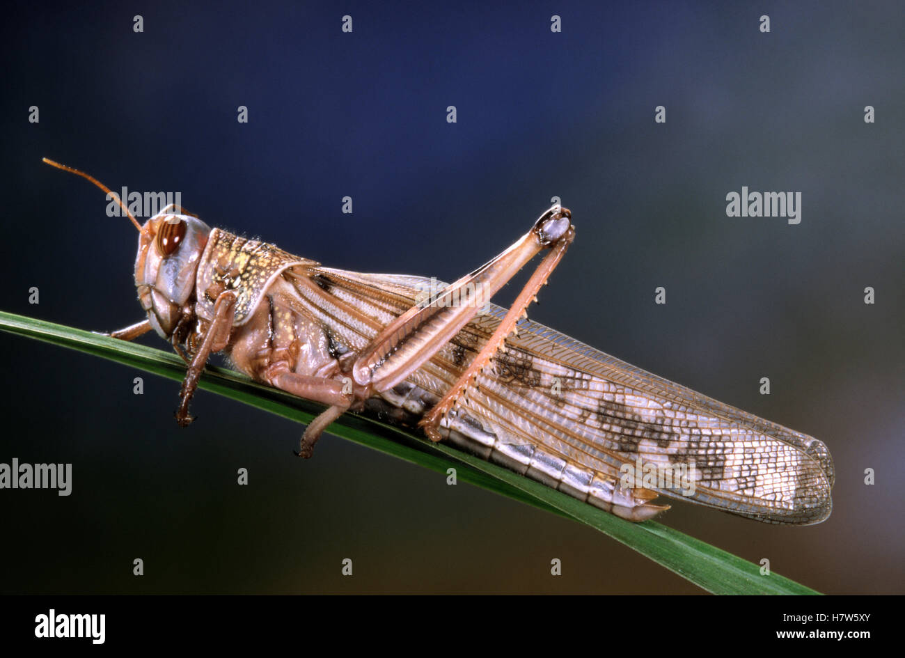 Migratory Locust (Locusta migratoria) on leaf, Europe Stock Photo - Alamy