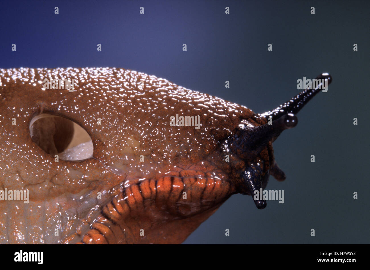 Chocolate Arion (Arion rufus) portrait showing pneumostome (air hole ...