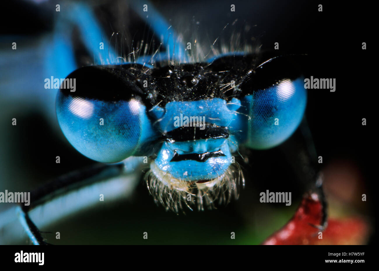Azure Damselfly (Coenagrion puella) head detail showing composite eyes ...