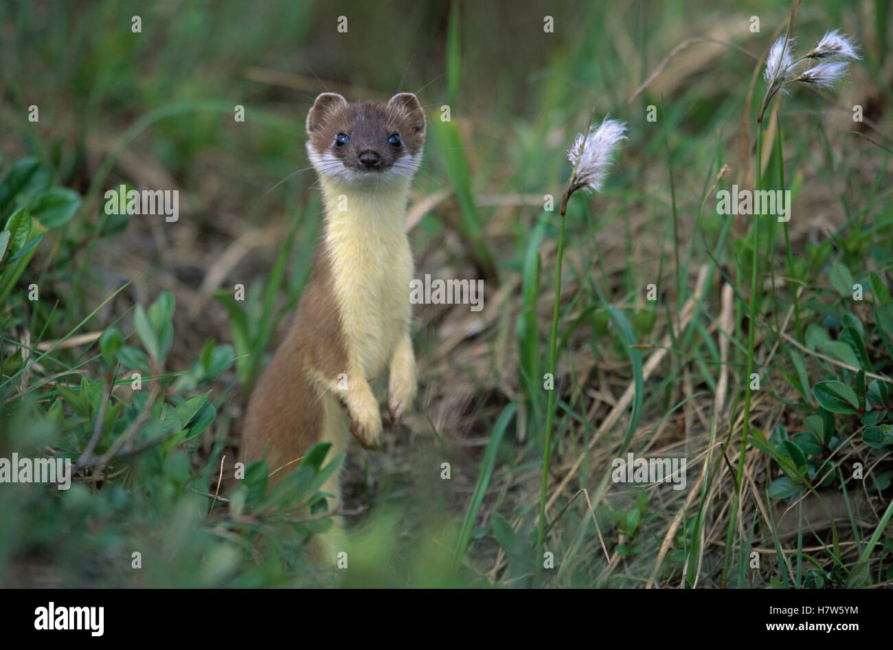 Short-tailed Weasel (Mustela erminea) portrait in grass, Europe Stock ...