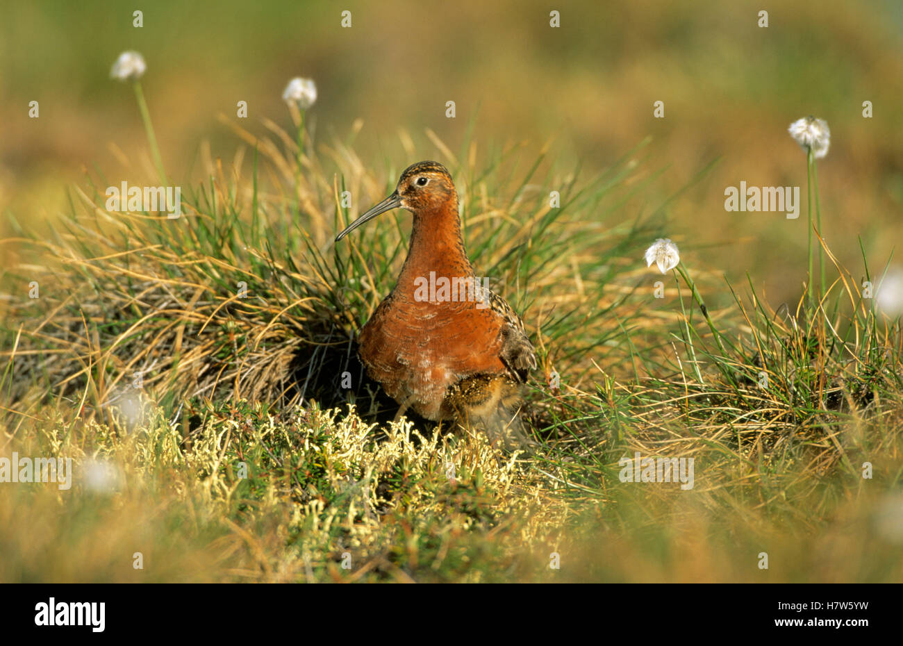 Curlew Sandpiper (Calidris ferruginea) adult in nest on ground with ...