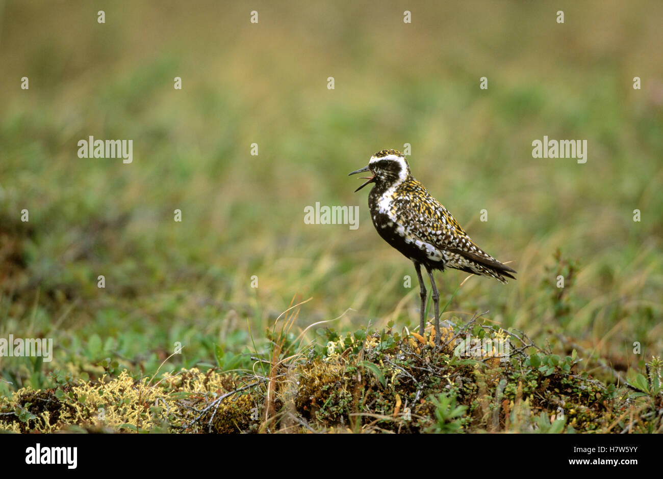 Pacific Golden-Plover (Pluvialis fulva) calling during breeding season ...