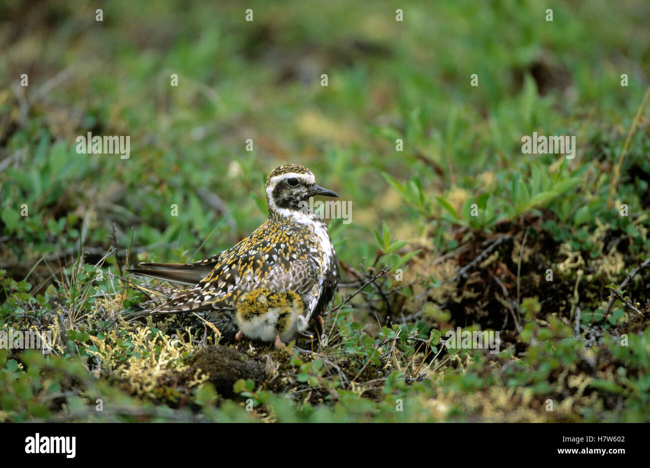 Pacific Golden-Plover (Pluvialis fulva) parent on ground nest with ...