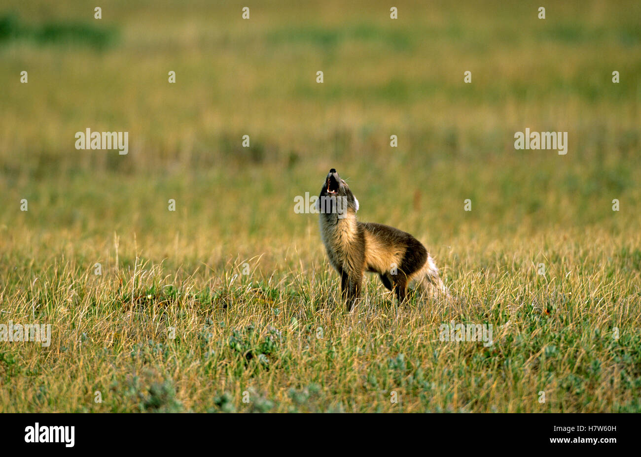 Arctic Fox (Alopex lagopus) pup howling, Siberia Stock Photo - Alamy