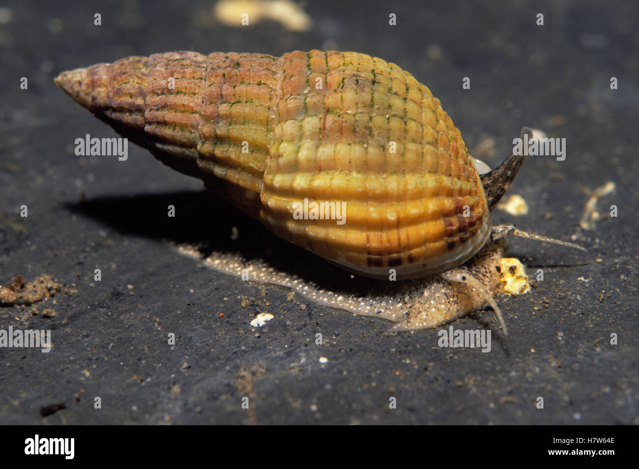 Netted Dogwhelk (Nassarius reticulatus) on ocean floor showing foot and ...