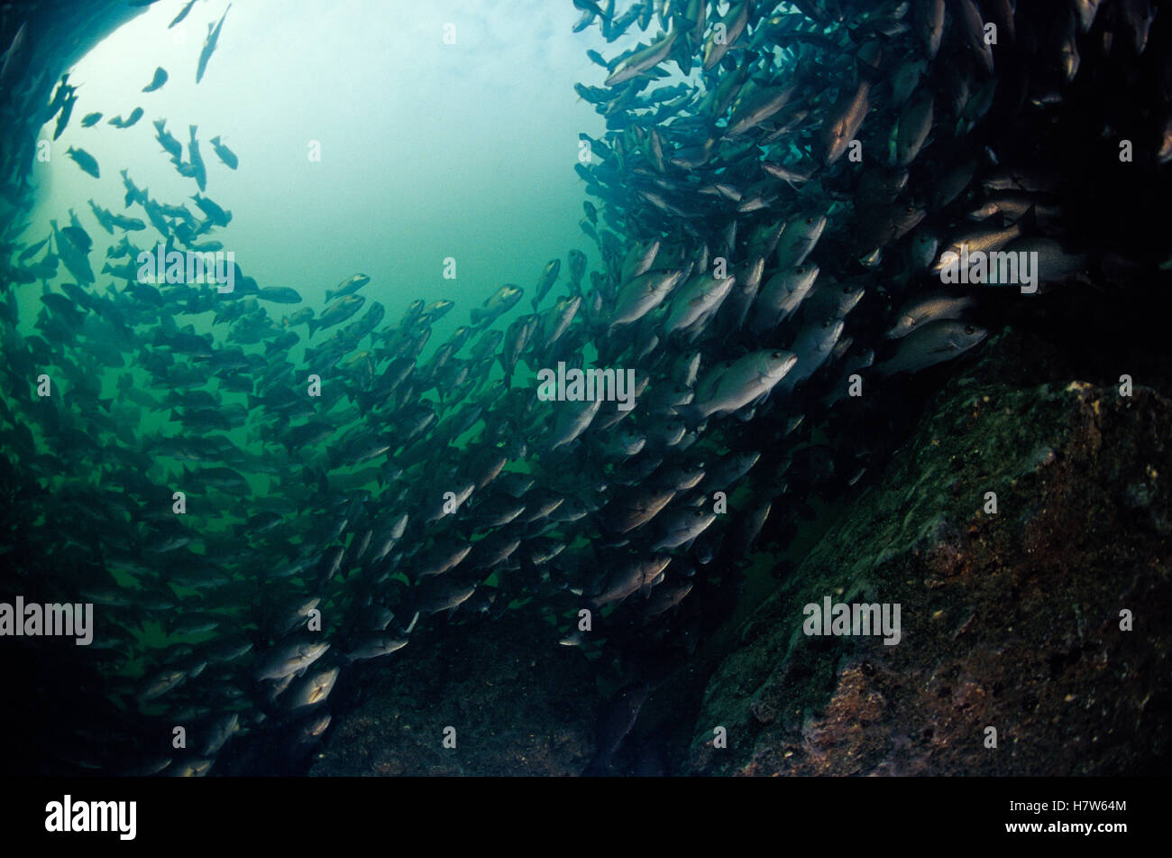 Gray Snapper (Lutjanus griseus) school swimming up Crystal River in ...