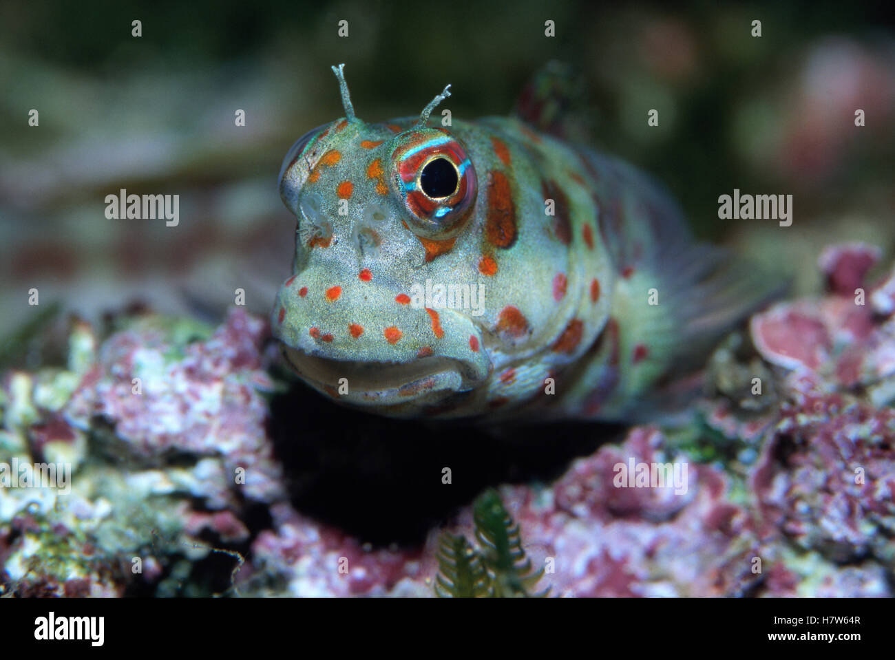 Goby (Gobiidae) portrait, Indonesia Stock Photo - Alamy