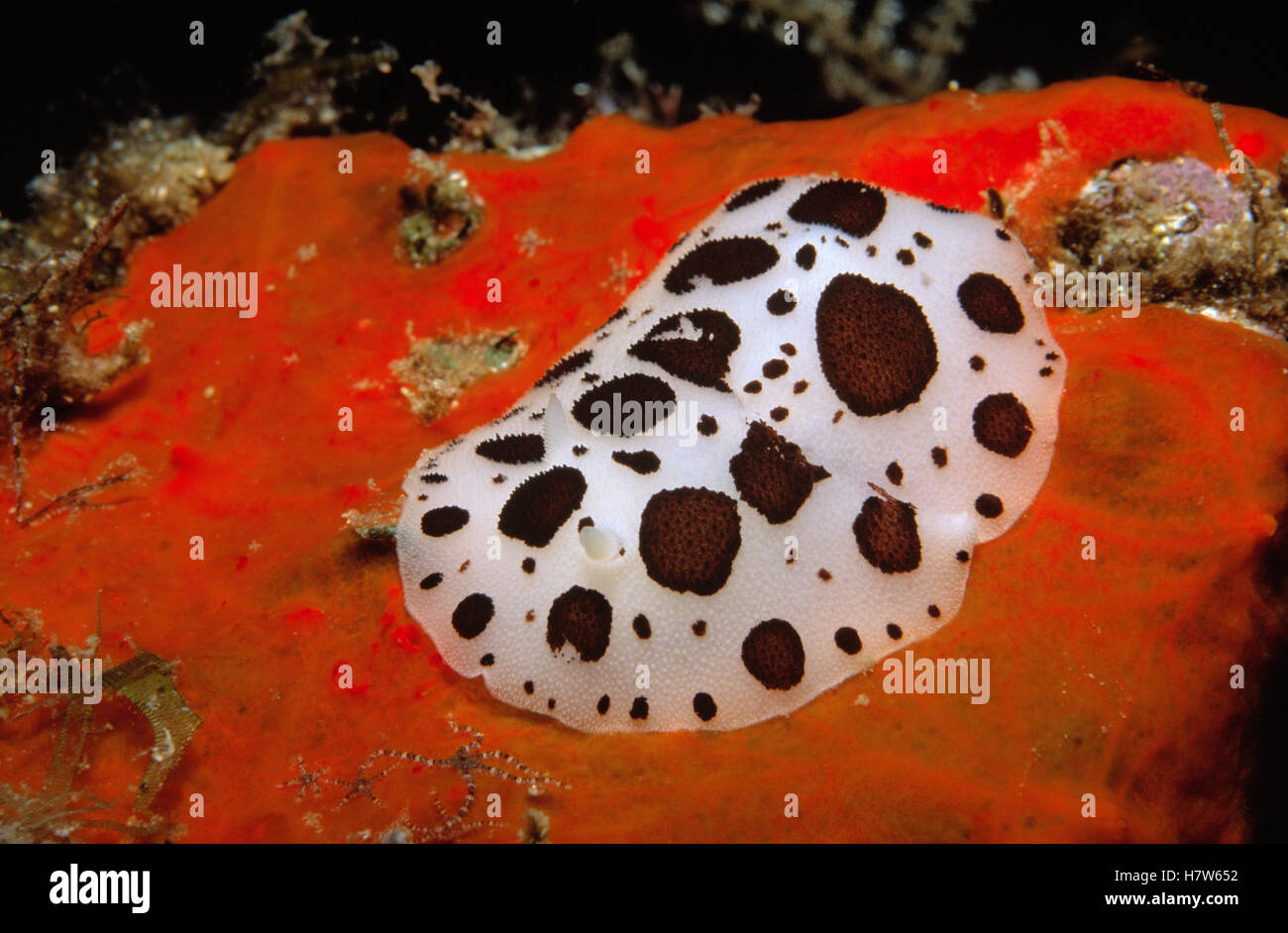 Dotted Sea Slug (Peltodoris atromaculata) underwater, Europe Stock ...