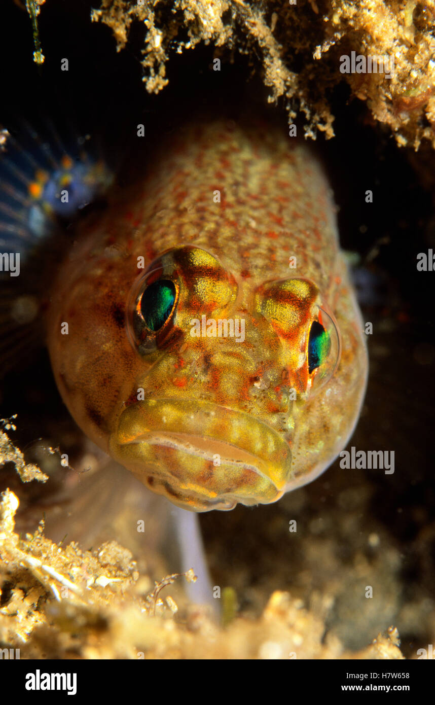 Golden Goby (Gobius xanthocephalus) close up of adult peering out from ...
