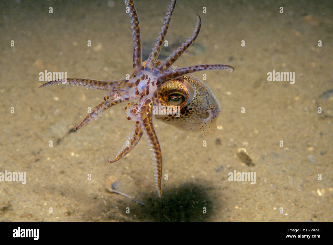 Little Cuttlefish (Sepiola atlantica) with tentacles spread in ...