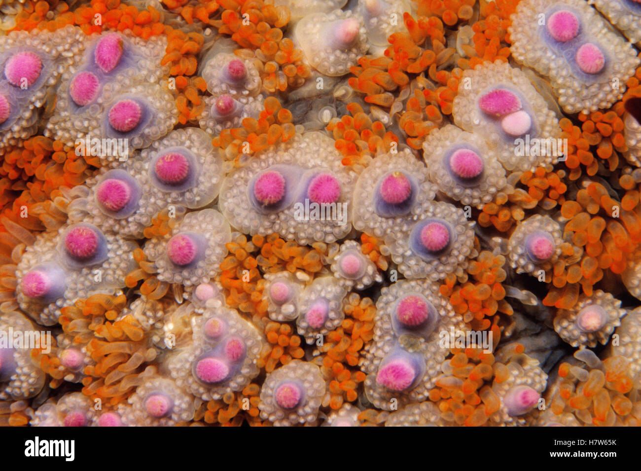 Spiny Starfish (Marthasterias glacialis) close up detail of spines ...