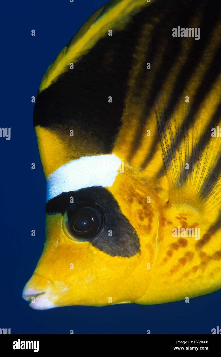 Diagonal Butterflyfish (Chaetodon fasciatus) close up of face, Solomon ...