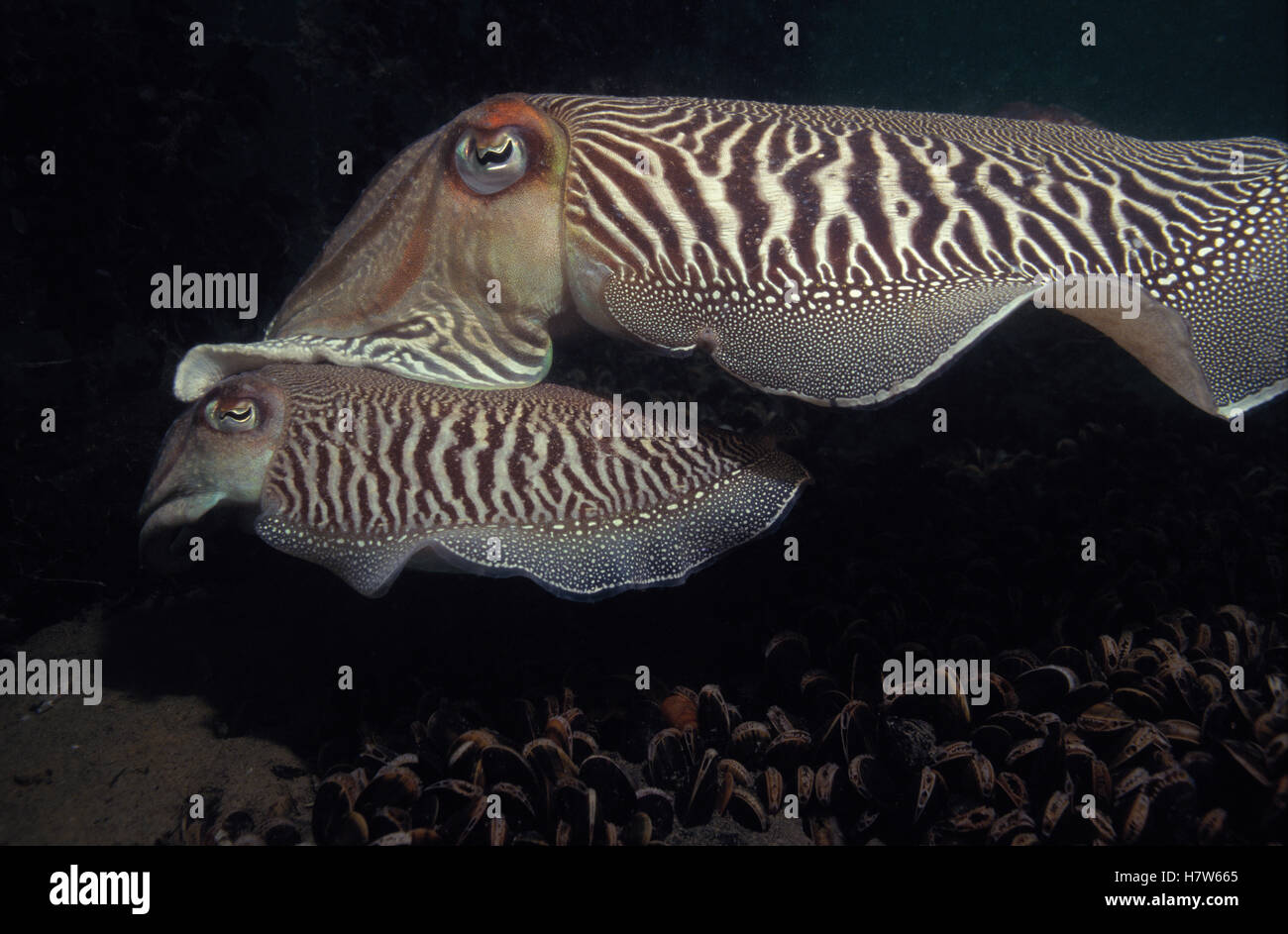 Common Cuttlefish (Sepia officinalis) pair mating, Europe Stock Photo ...