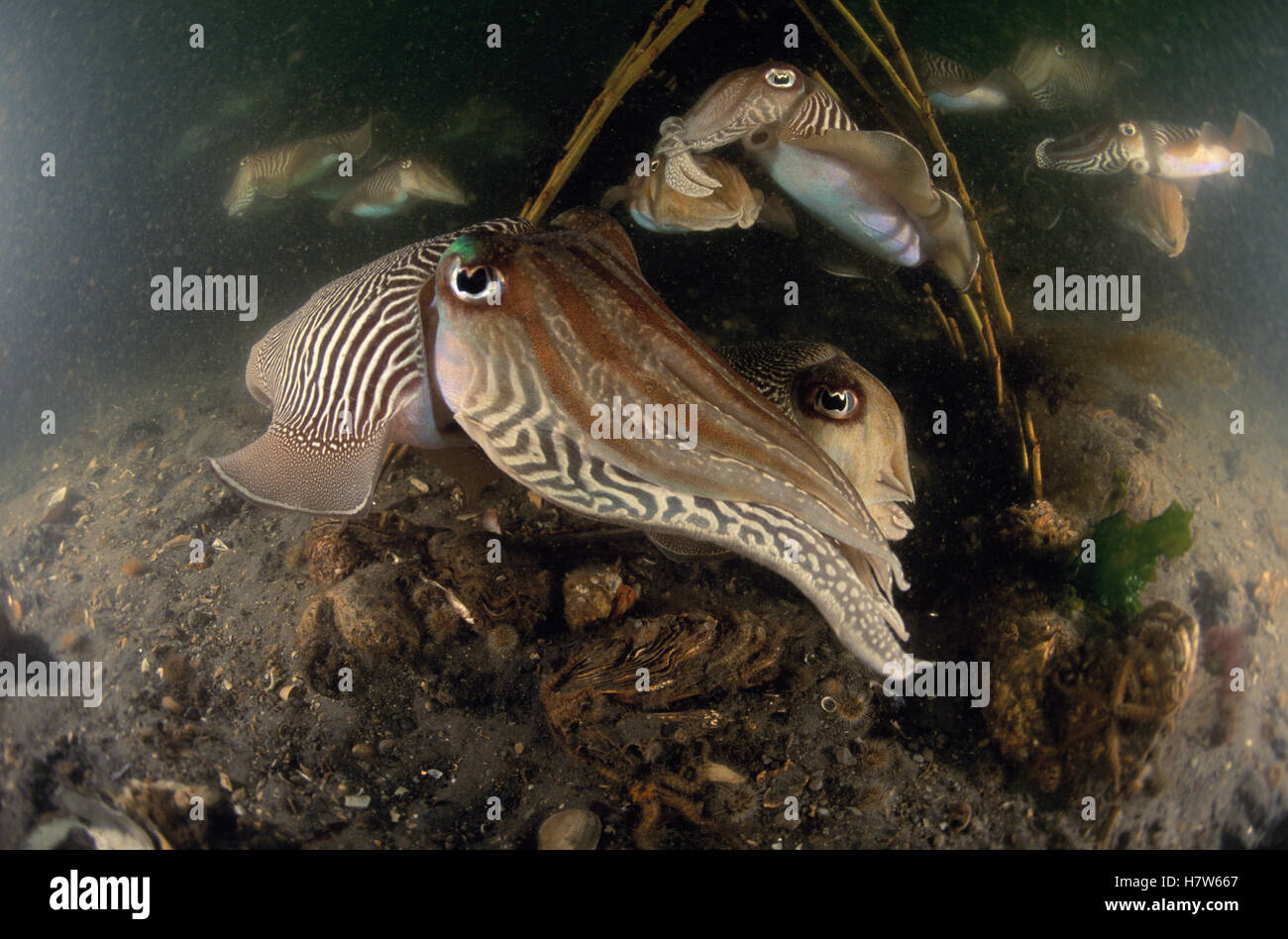 Common Cuttlefish (Sepia officinalis) group, Europe Stock Photo - Alamy