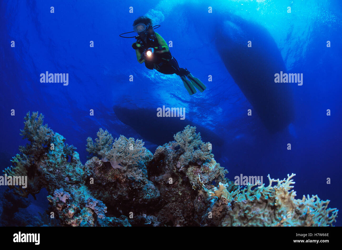 Scuba diver investigating the underwater world, Red Sea, Egypt Stock ...
