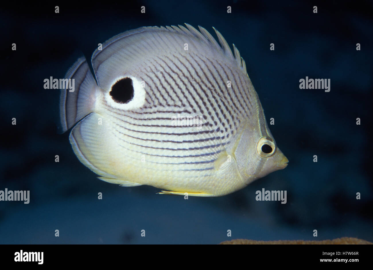 Foureye Butterflyfish (Chaetodon capistratus) swimming underwater, Red ...