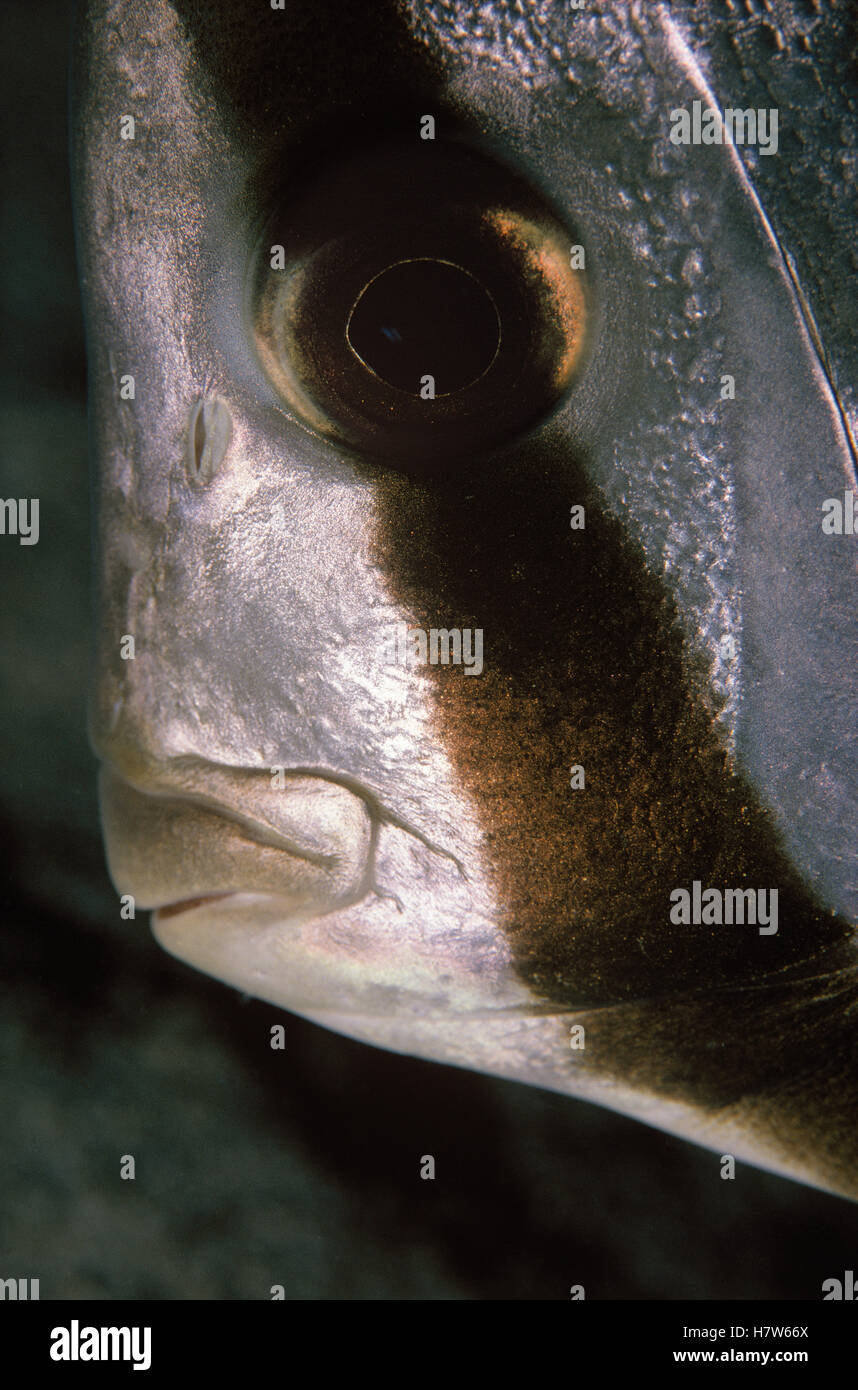 Orbiculate Batfish (Platax orbicularis) close up of face, Red Sea ...