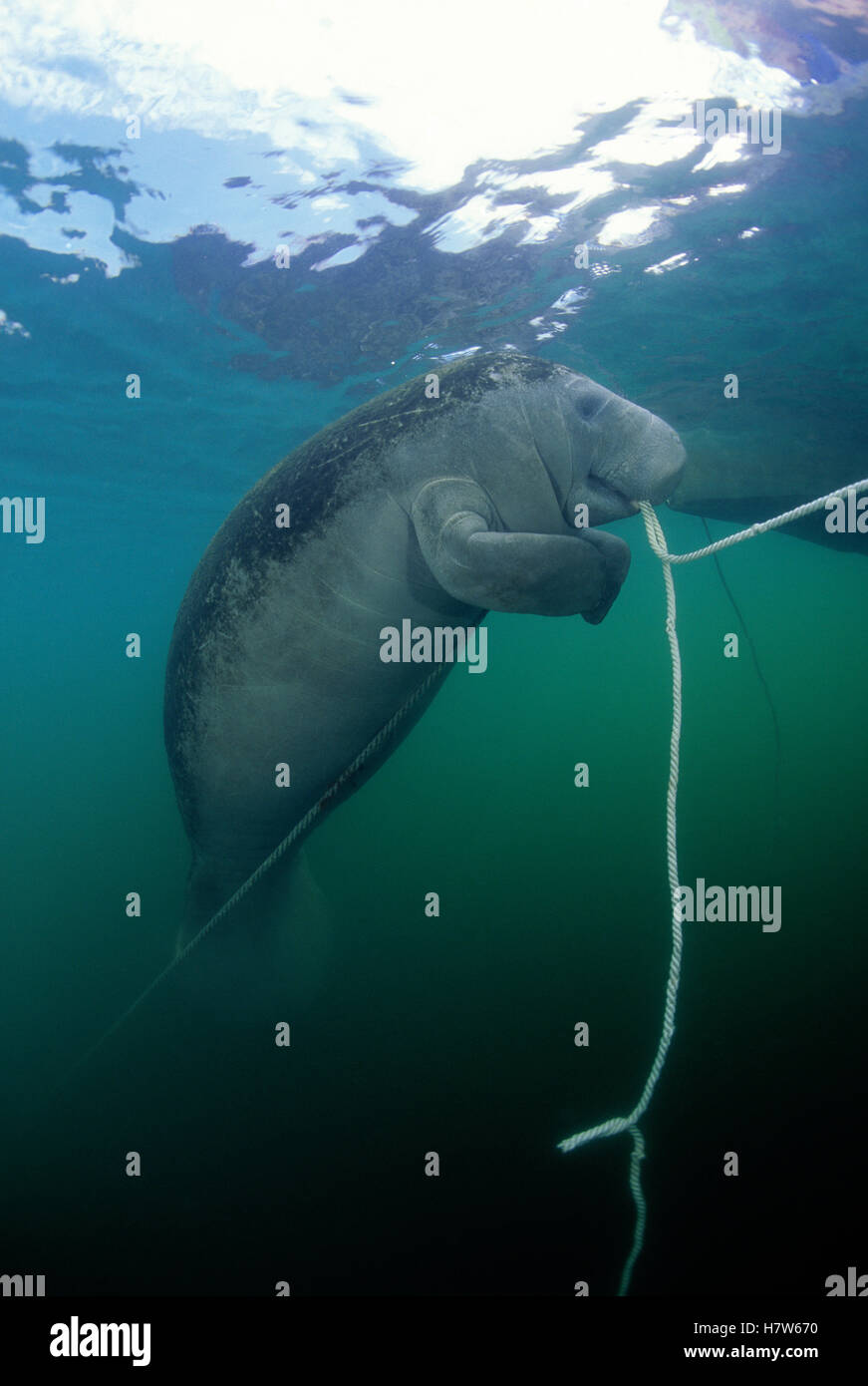 West Indian Manatee (Trichechus manatus) playfully biting rope, Florida ...