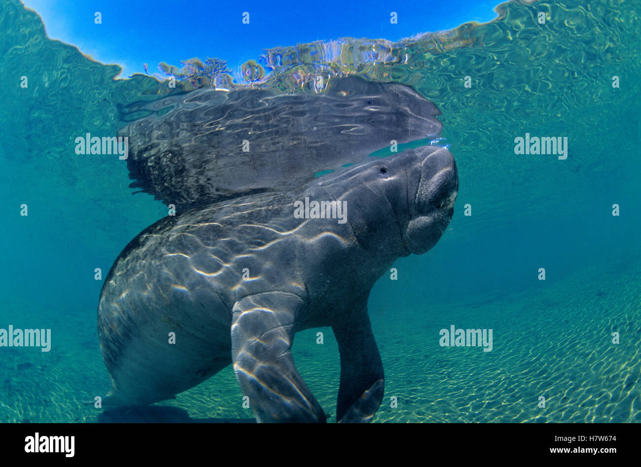 West Indian Manatee (Trichechus manatus) at waters surface, Florida ...