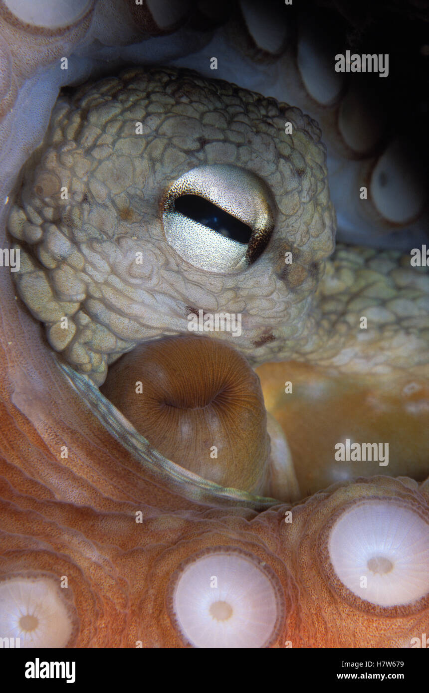 Common Octopus (Octopus vulgaris) close up of eye, siphon and suction ...
