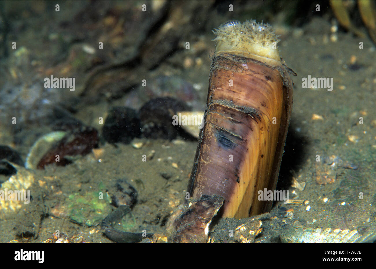 Sword Razor Shell (Ensis siliqua) protruding from sea bottom to filter ...