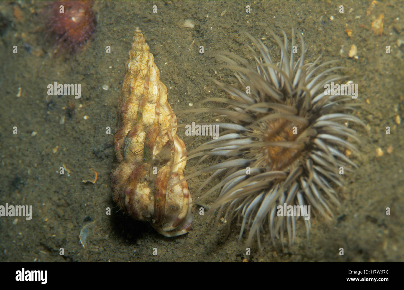 Common Wentletrap (Epitonium clathrus) shell beside an anemone with ...