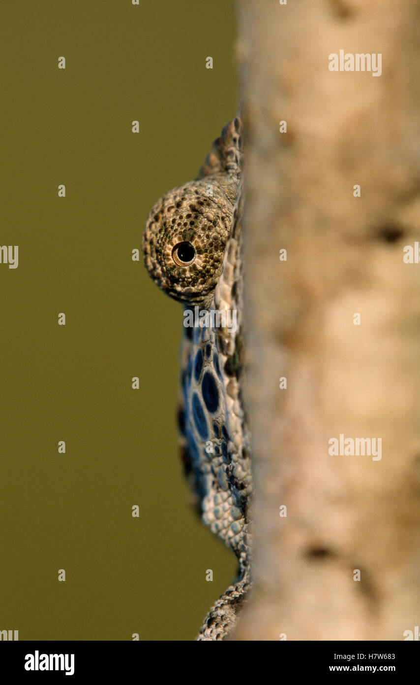 Spiny Chameleon (Chamaeleo verrucosus) detail of eye peering from ...