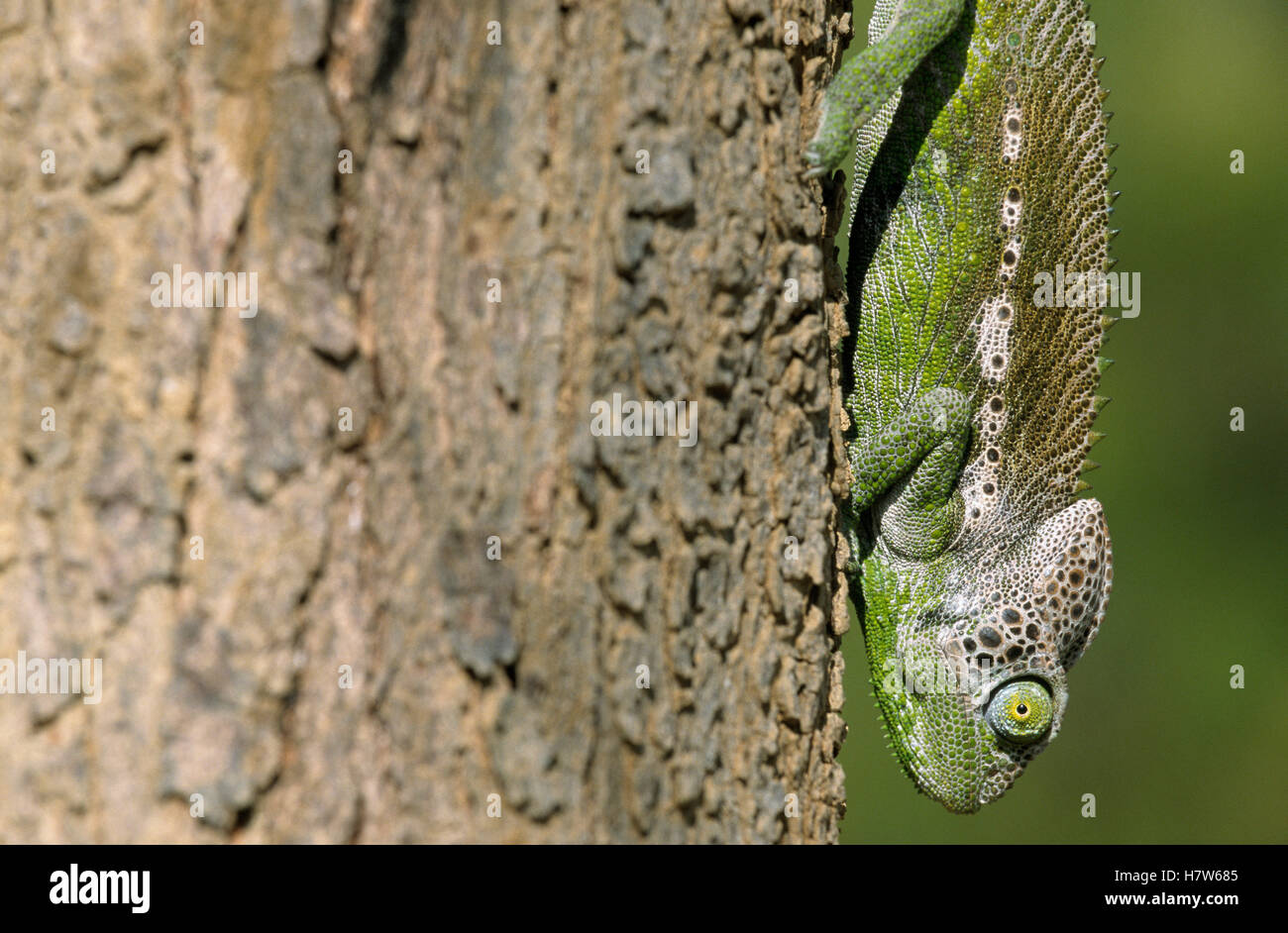 Spiny Chameleon (Chamaeleo verrucosus) climbing on tree trunk ...