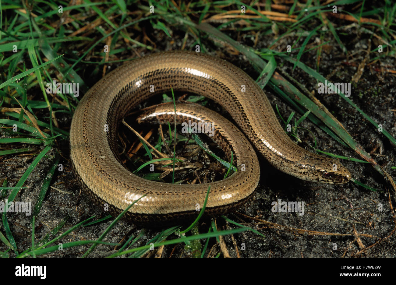 Slow Worm (Anguis fragilis) a legless lizard in grass, Europe Stock ...