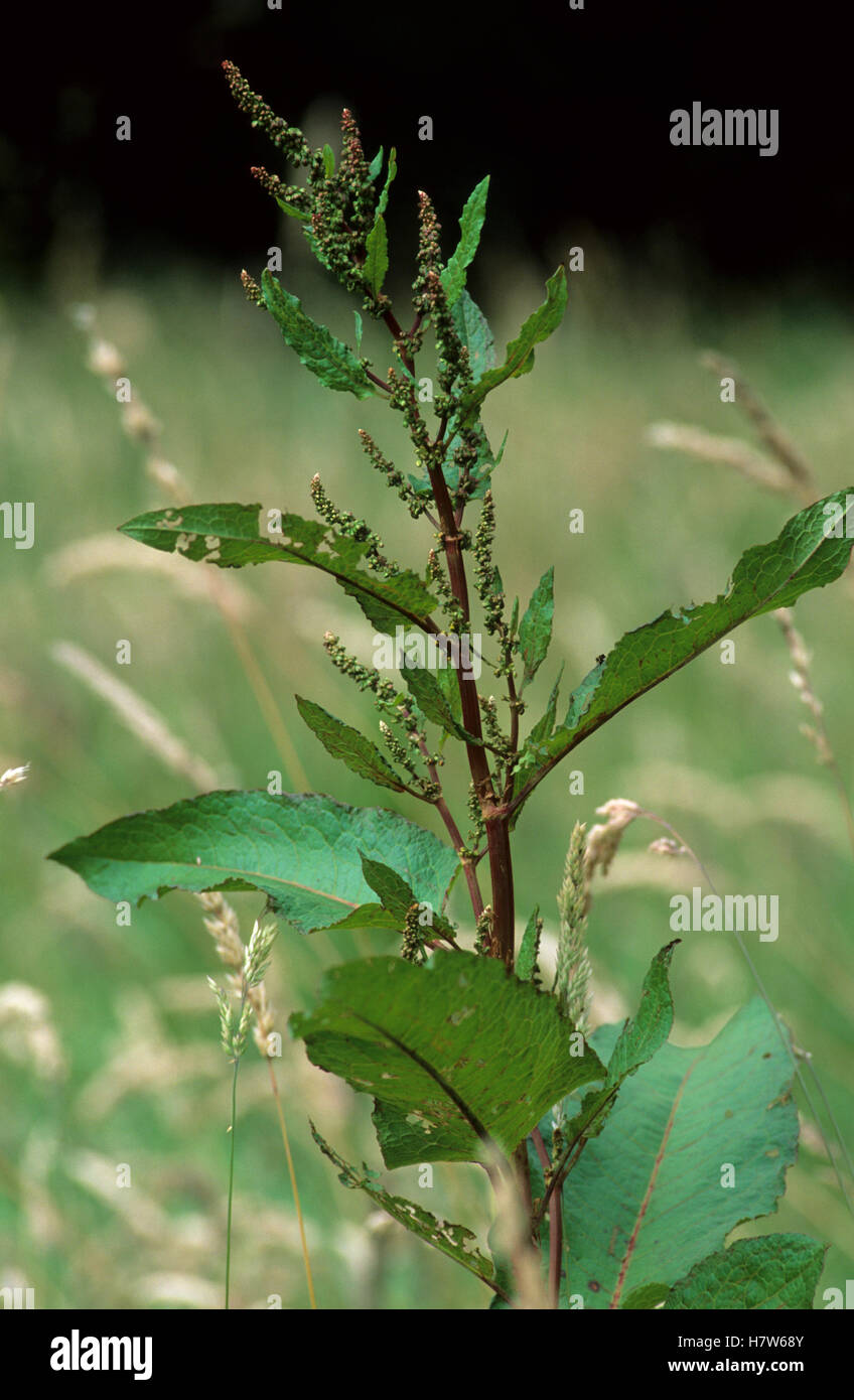 Broadleaf Dock (Rumex obtusifolius) growing in field, Europe ...