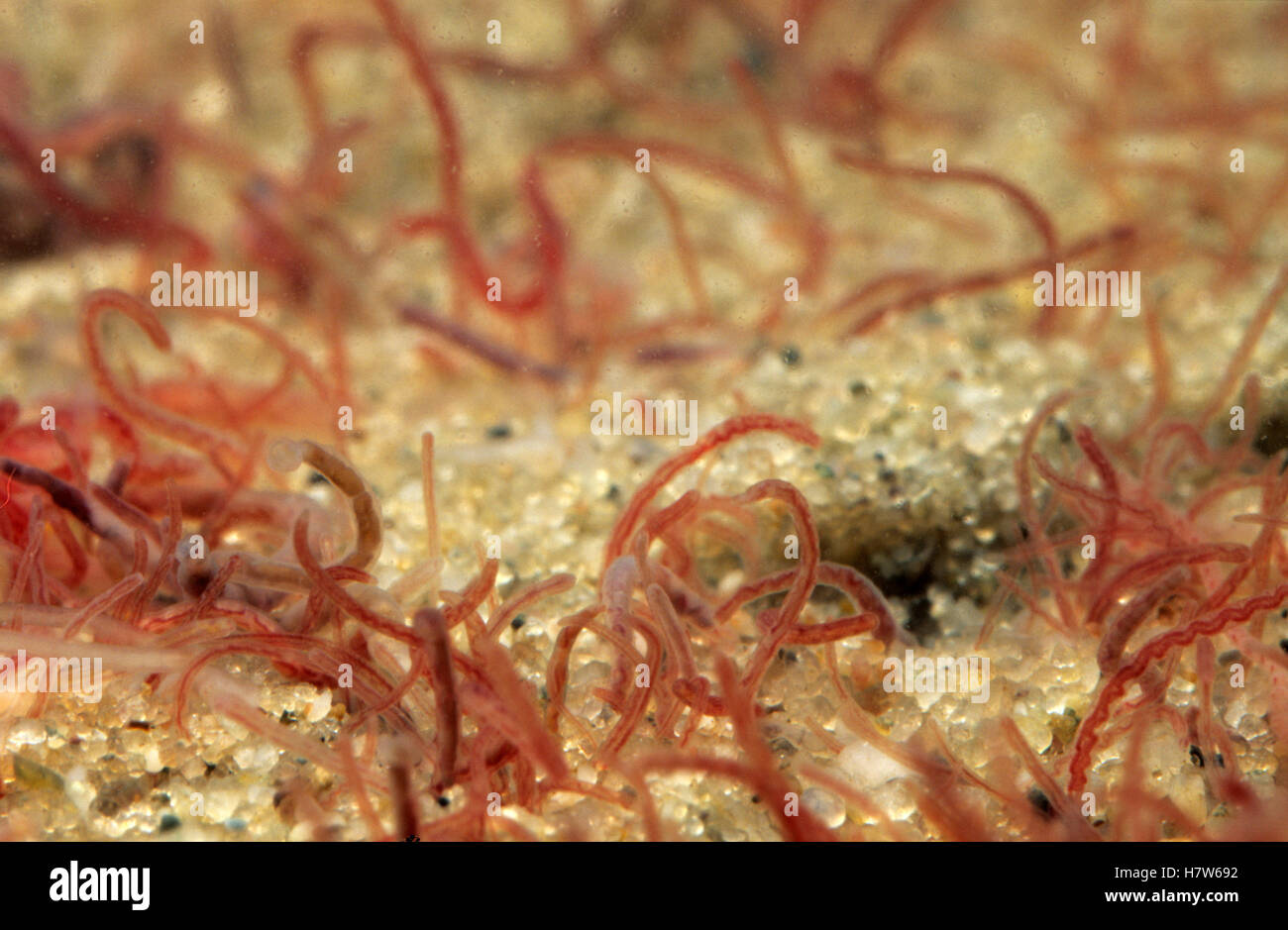 Sludge Worm (Tubifex tubifex) group feeding Stock Photo - Alamy
