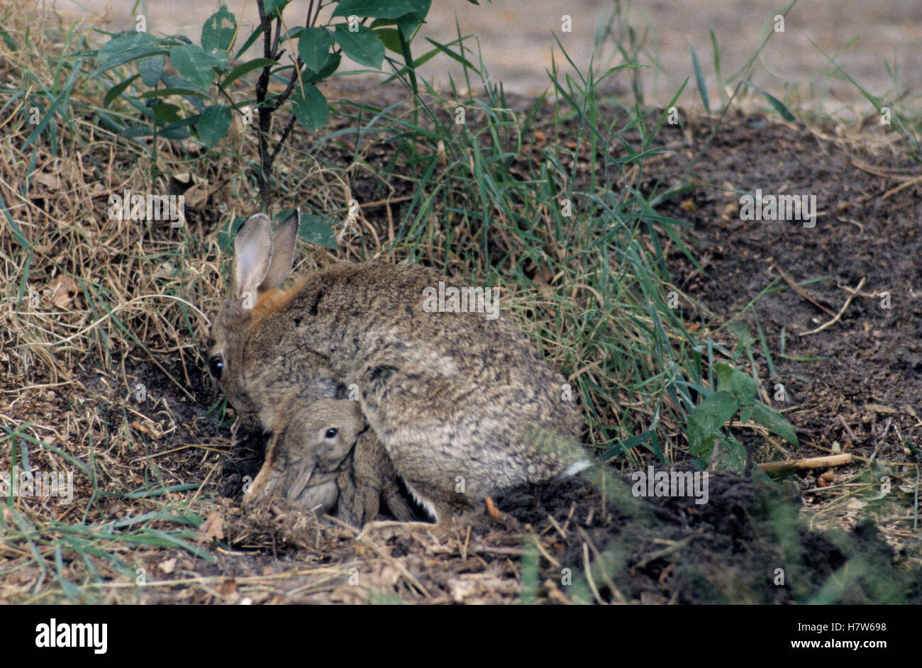 European Rabbit (Oryctolagus cuniculus) mother nursing her young ...
