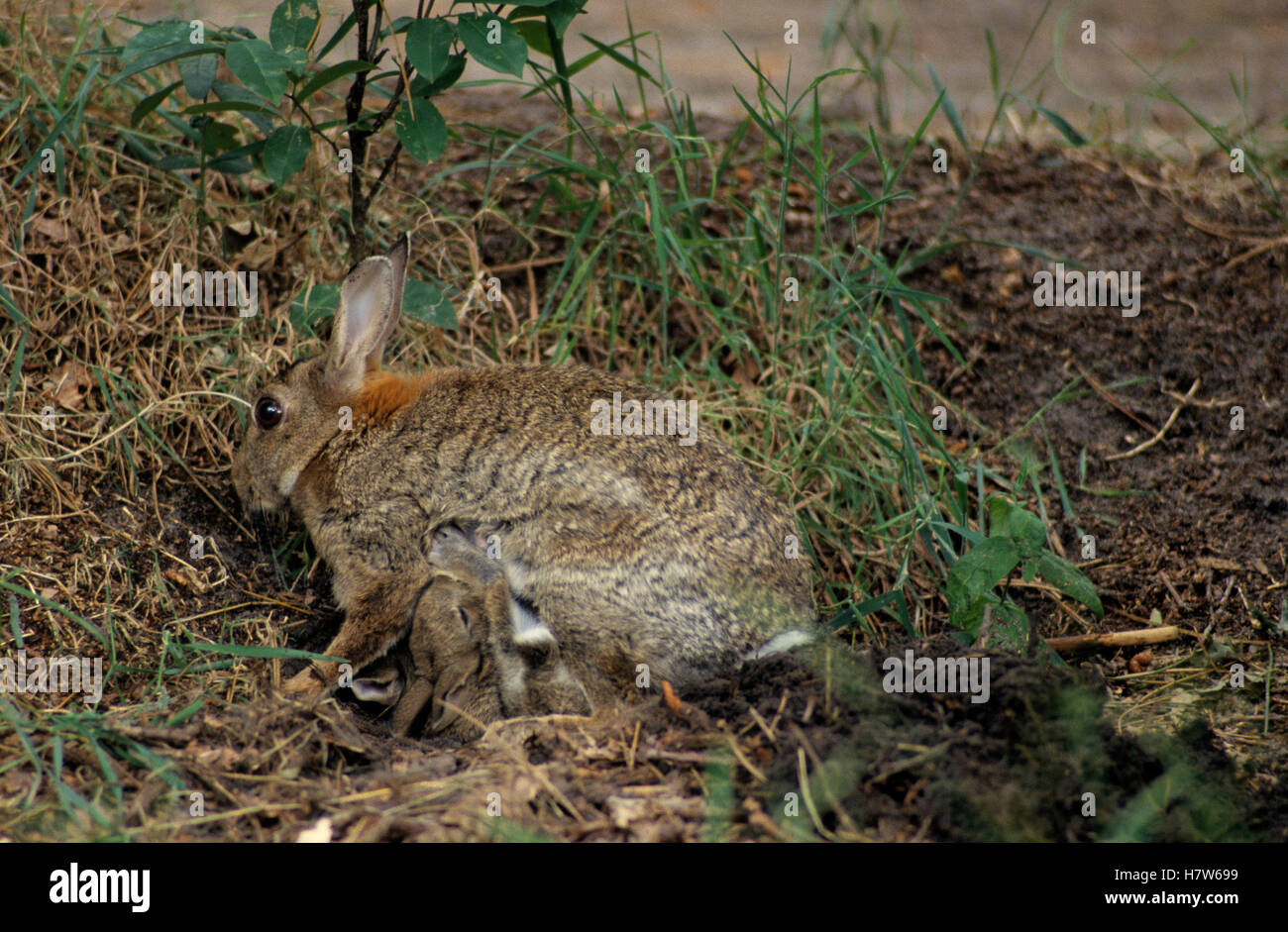European Rabbit (Oryctolagus cuniculus) mother nursing her young ...