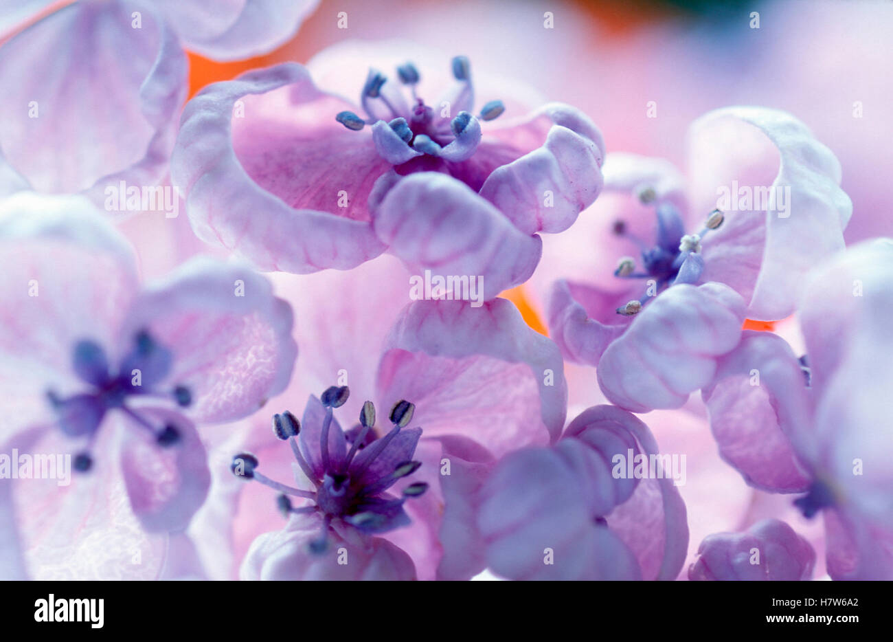 Lilac (Syringa sp) flowers, close up, native to Europe and Asia ...
