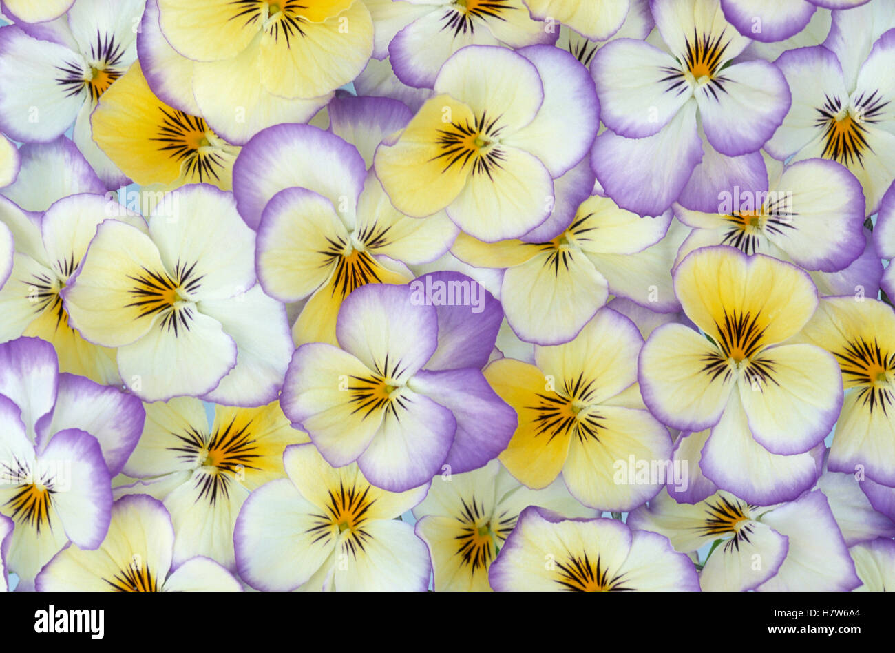 Violet (Viola sp) flowers in white, yellow and purple, Europe and North ...