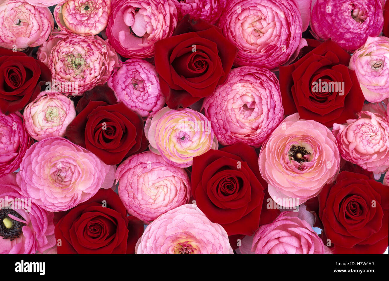 Rose (Rosa sp) flowers and Buttercup (Ranunculus sp) flowers bunched ...