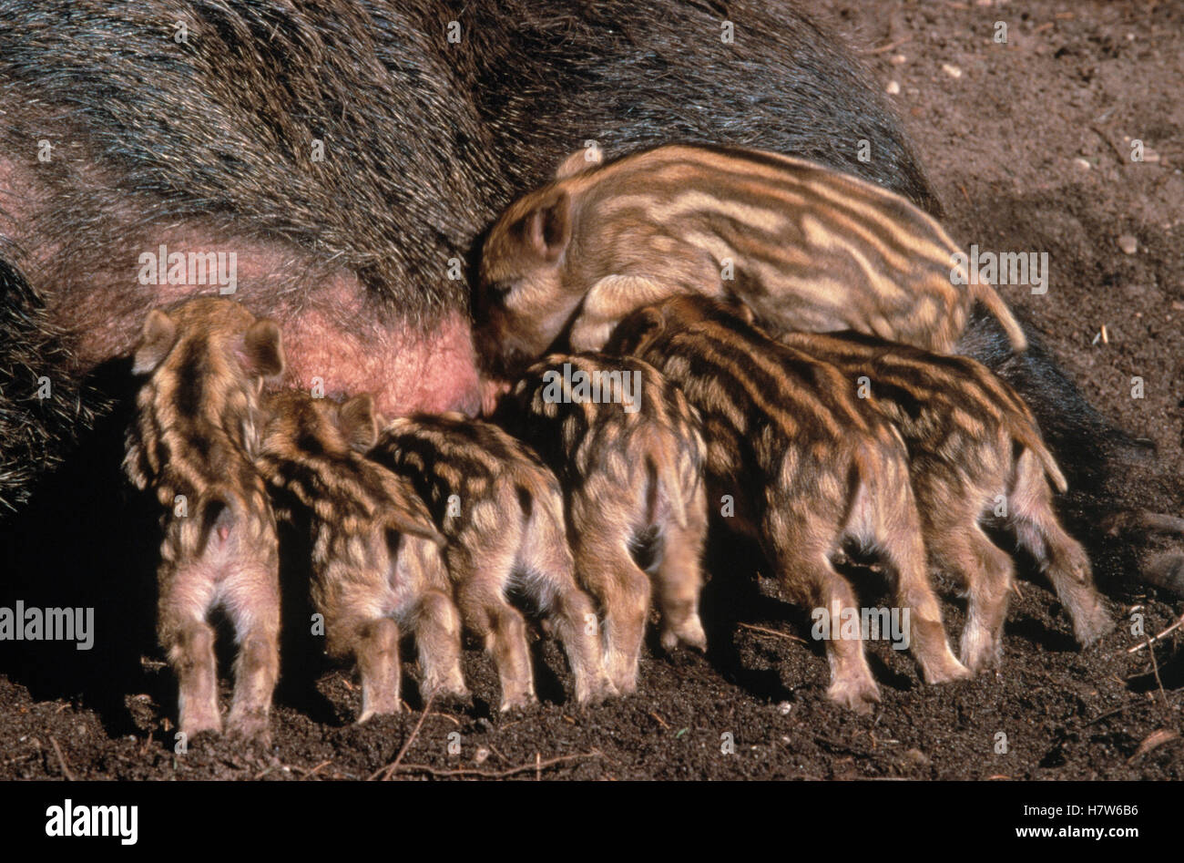 Wild Boar (Sus scrofa) mother nursing her piglets, Europe Stock Photo ...