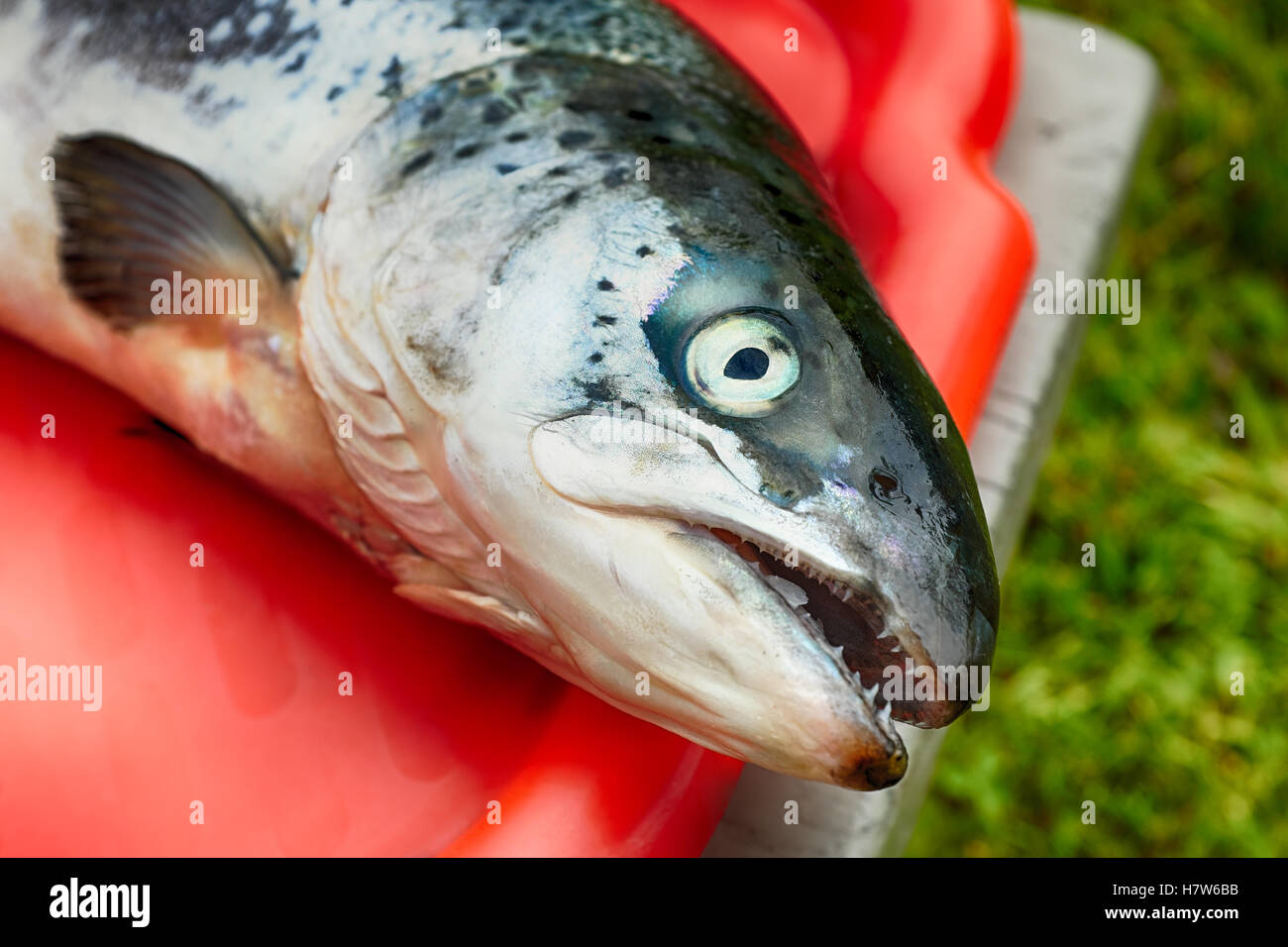 Raw salmon fish close-up Stock Photo - Alamy